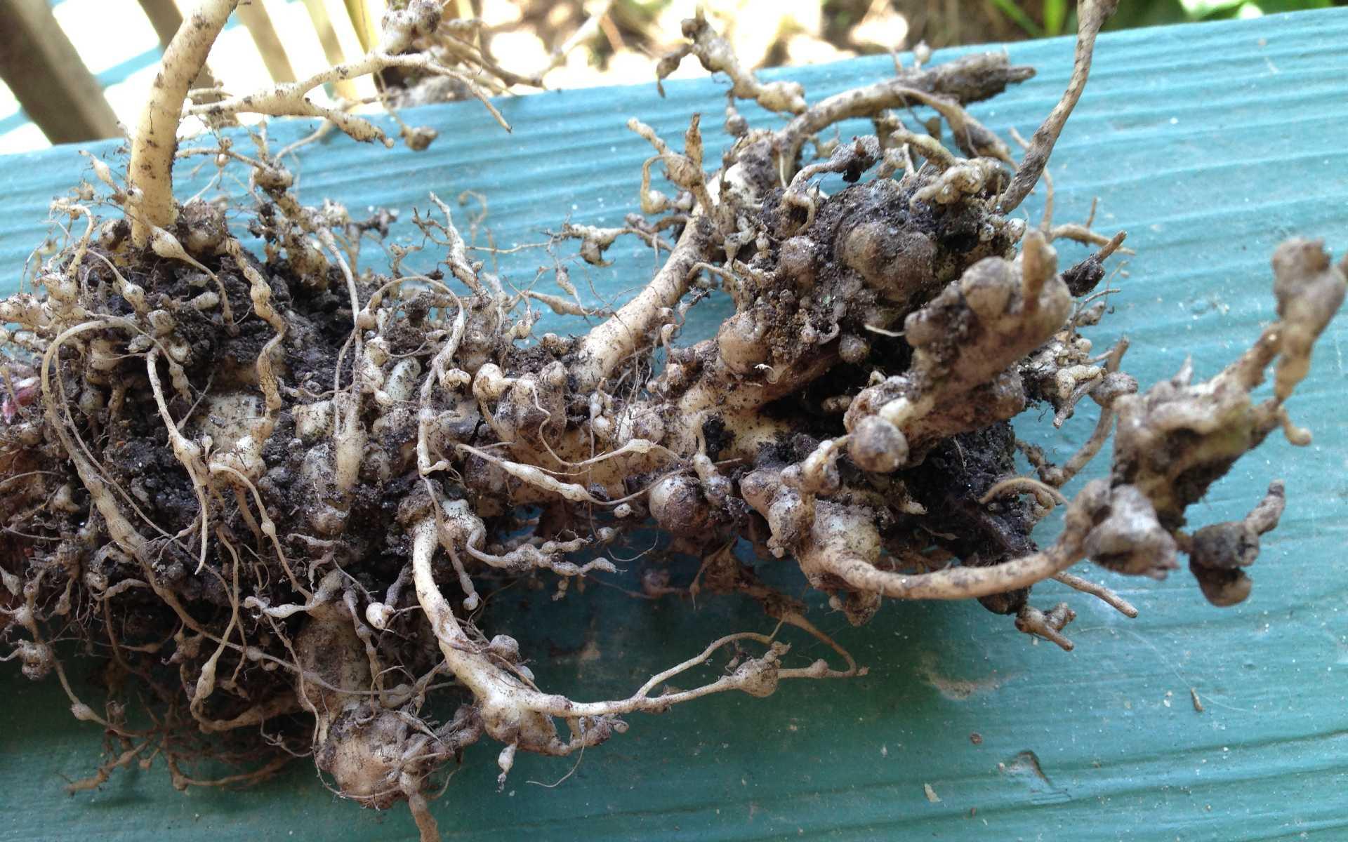 Root Knot Nematodes On Vegetables University Of Maryland Extension Root Knot Nematodes On Vegetables University Of Maryland Extension